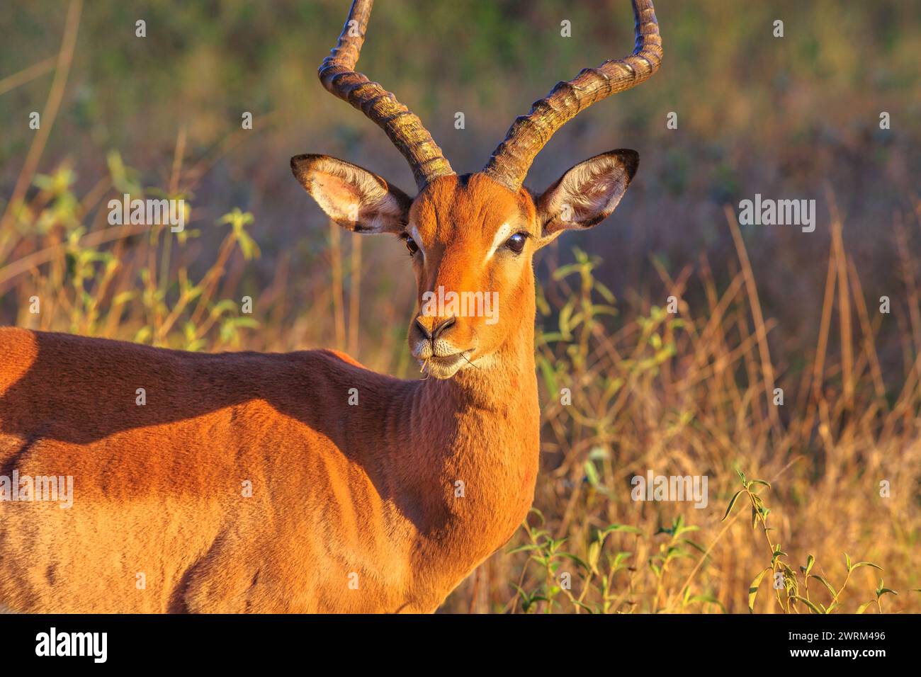 Adult male of impala, Aepyceros melampus, the most common antelope, at sunset light. Umkhuze ...