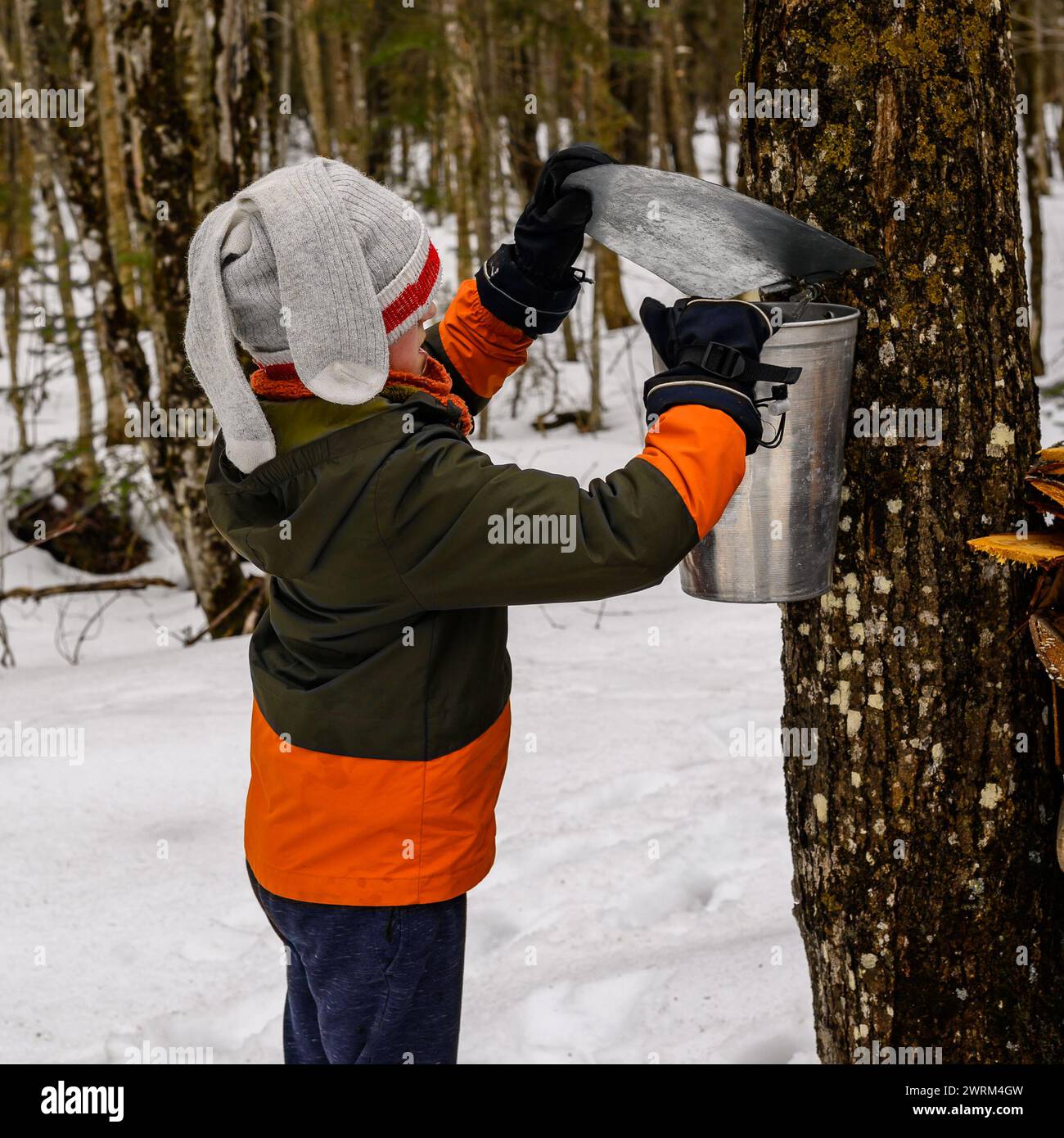 Grand-father and kids harvesting Maple sap during spring the old ...