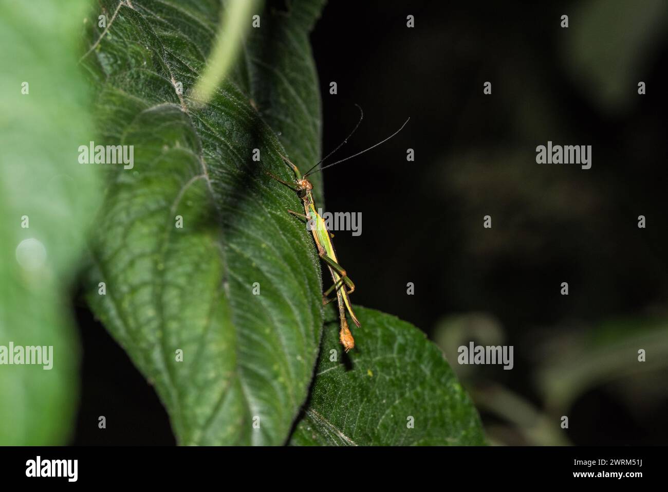 An amazing looking Phasmatodea (related to stick-insects), Damasippus ...