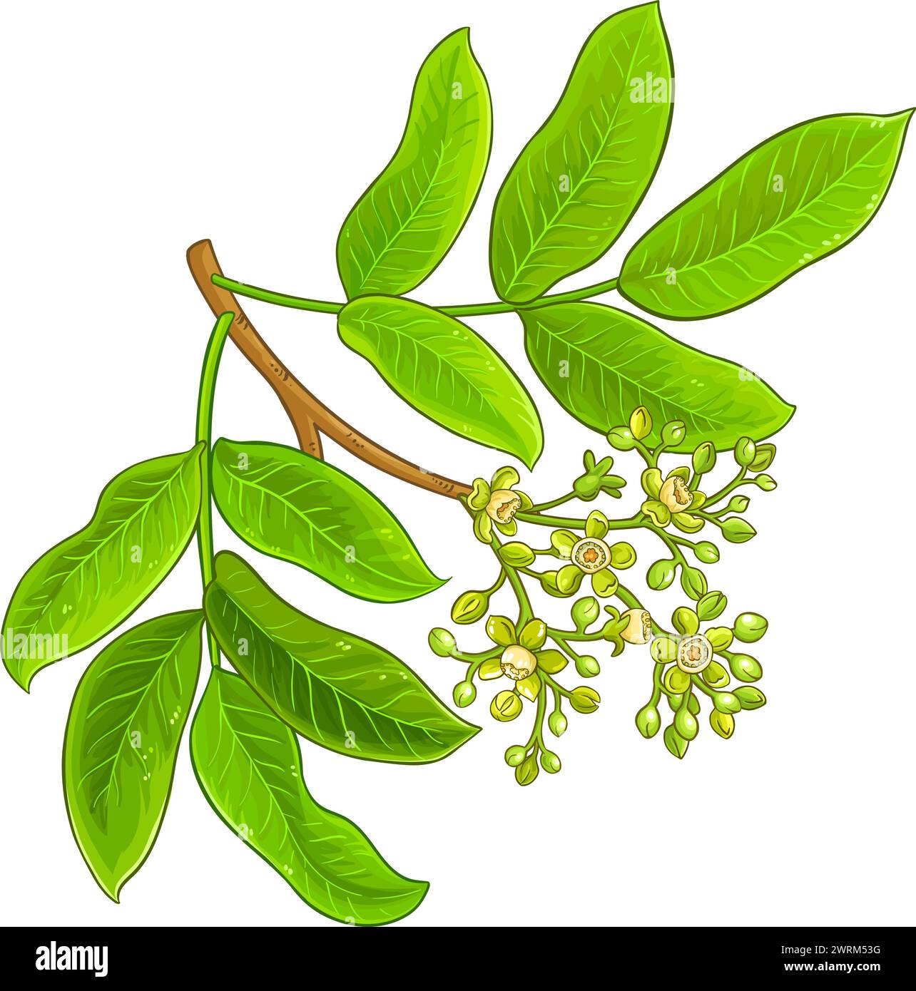 Andiroba Branch Colored Detailed Illustration Stock Vector Image & Art ... Andiroba Branch Colored Detailed Illustration Stock Vector Image & Art ...
