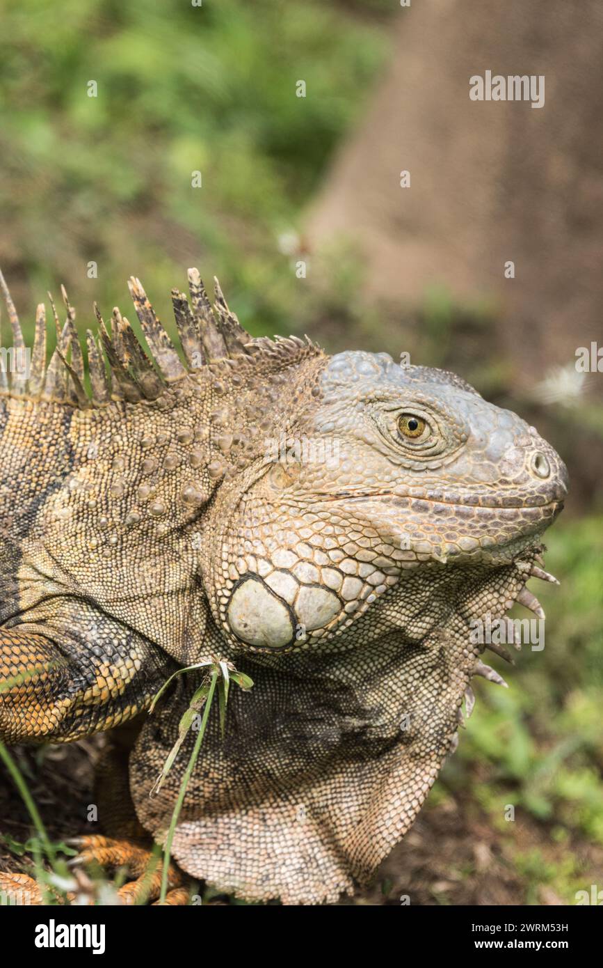 Río claro hi-res stock photography and images - Alamy
