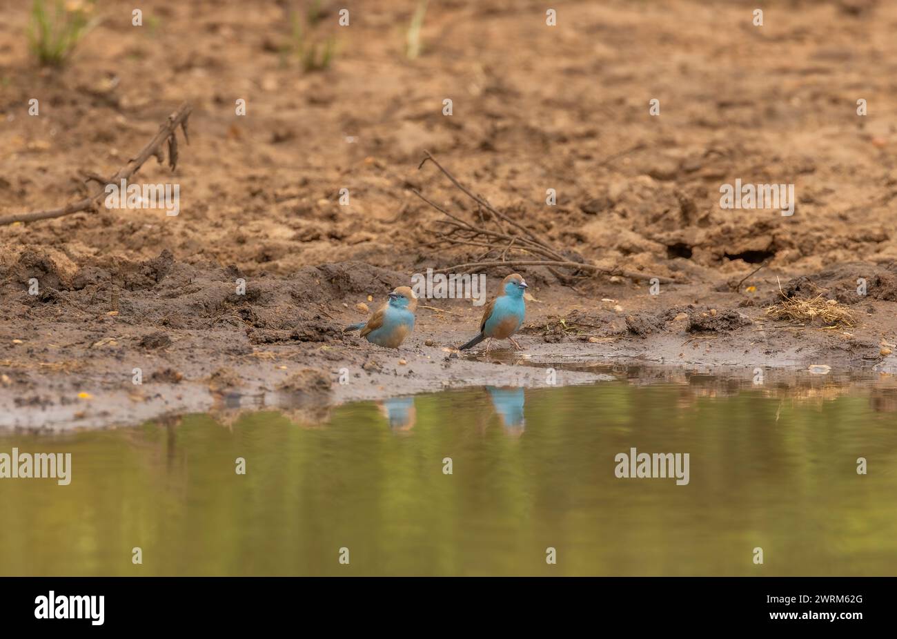 Gavin wax hi-res stock photography and images - Alamy