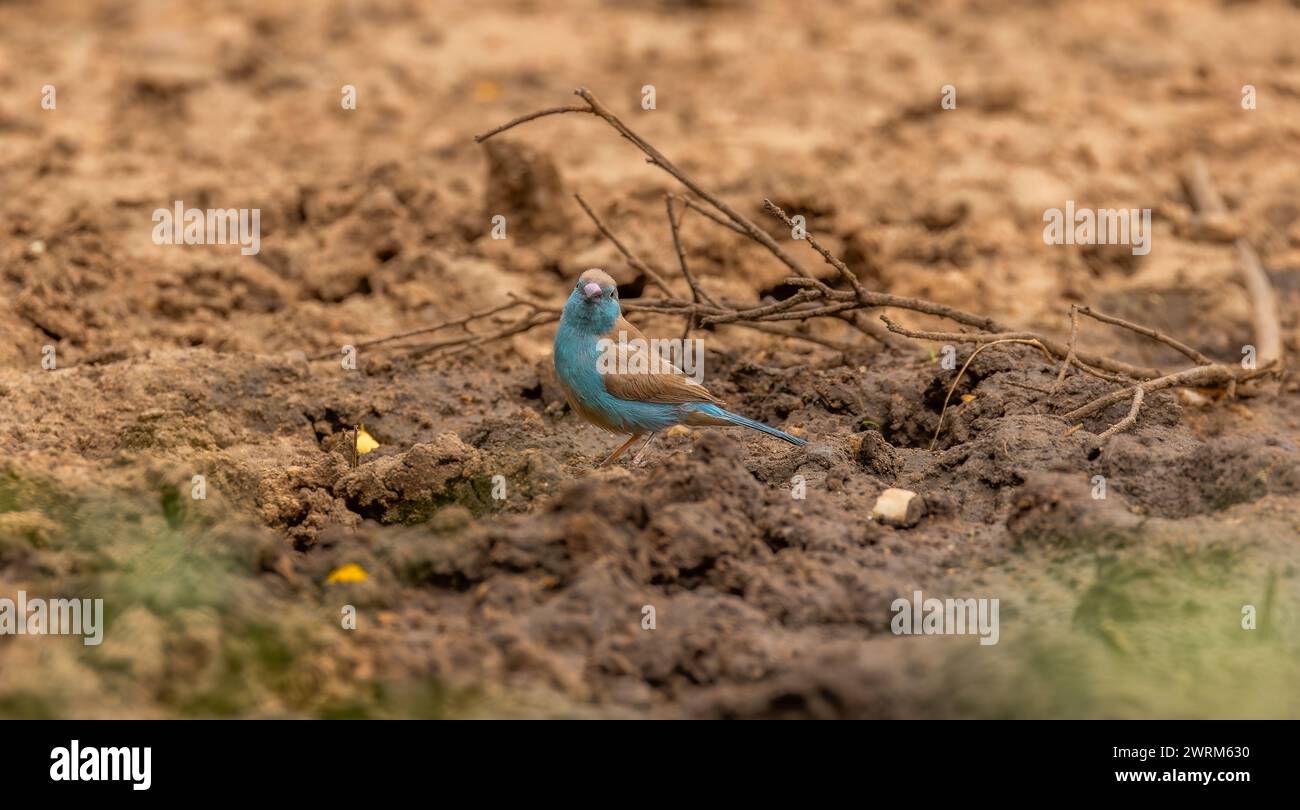 Gavin wax hi-res stock photography and images - Alamy