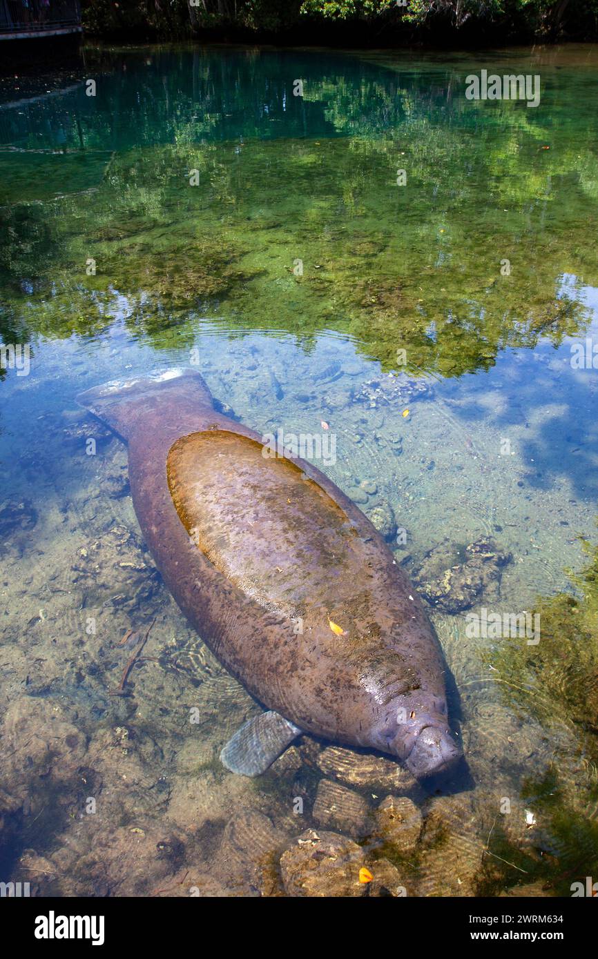 Florida manatees sun in the clear waters of the Crystal Springs River ...