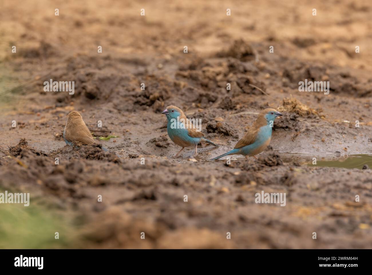 Gavin wax hi-res stock photography and images - Alamy