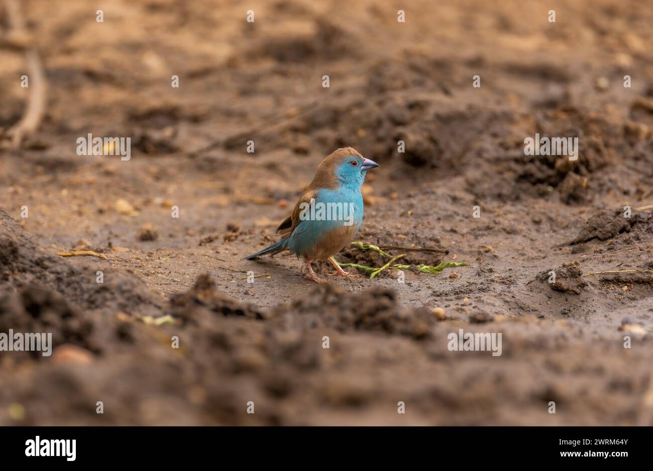 Gavin wax hi-res stock photography and images - Alamy