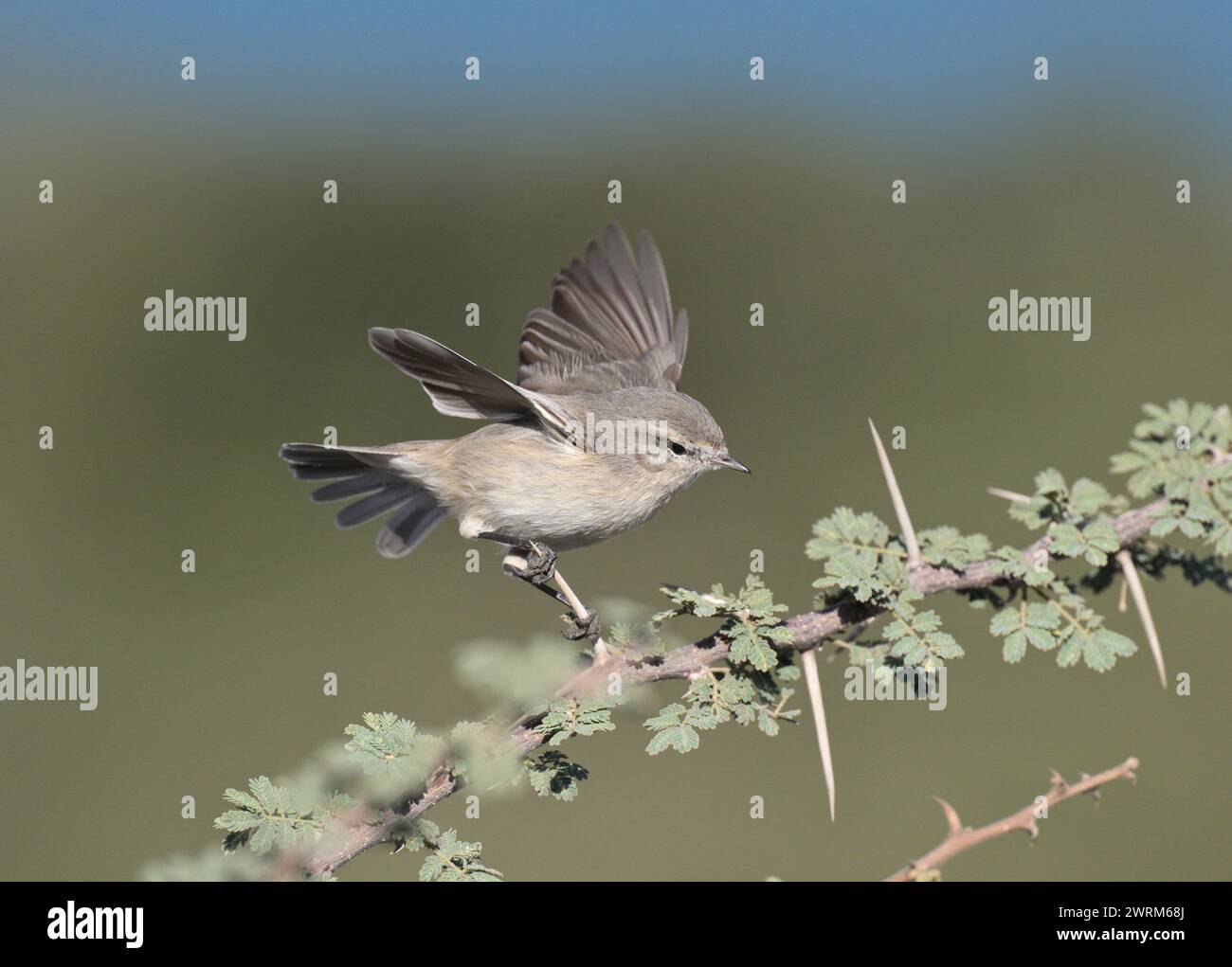 Plain Leaf Warbler - Phylloscopus neglectus Stock Photo - Alamy