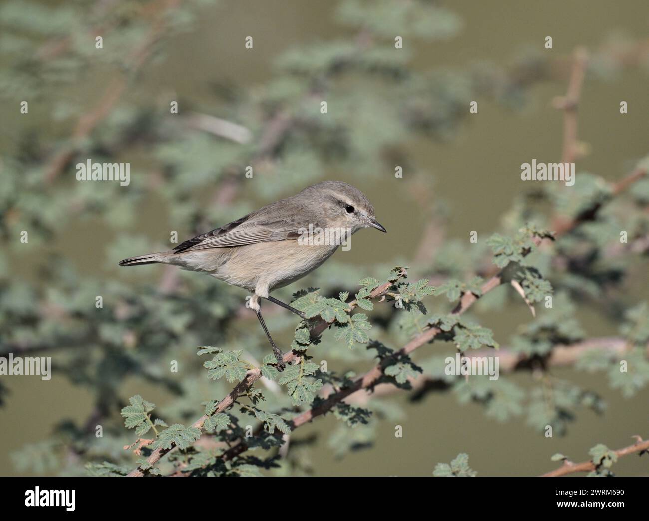 Plain Leaf Warbler - Phylloscopus neglectus Stock Photo - Alamy
