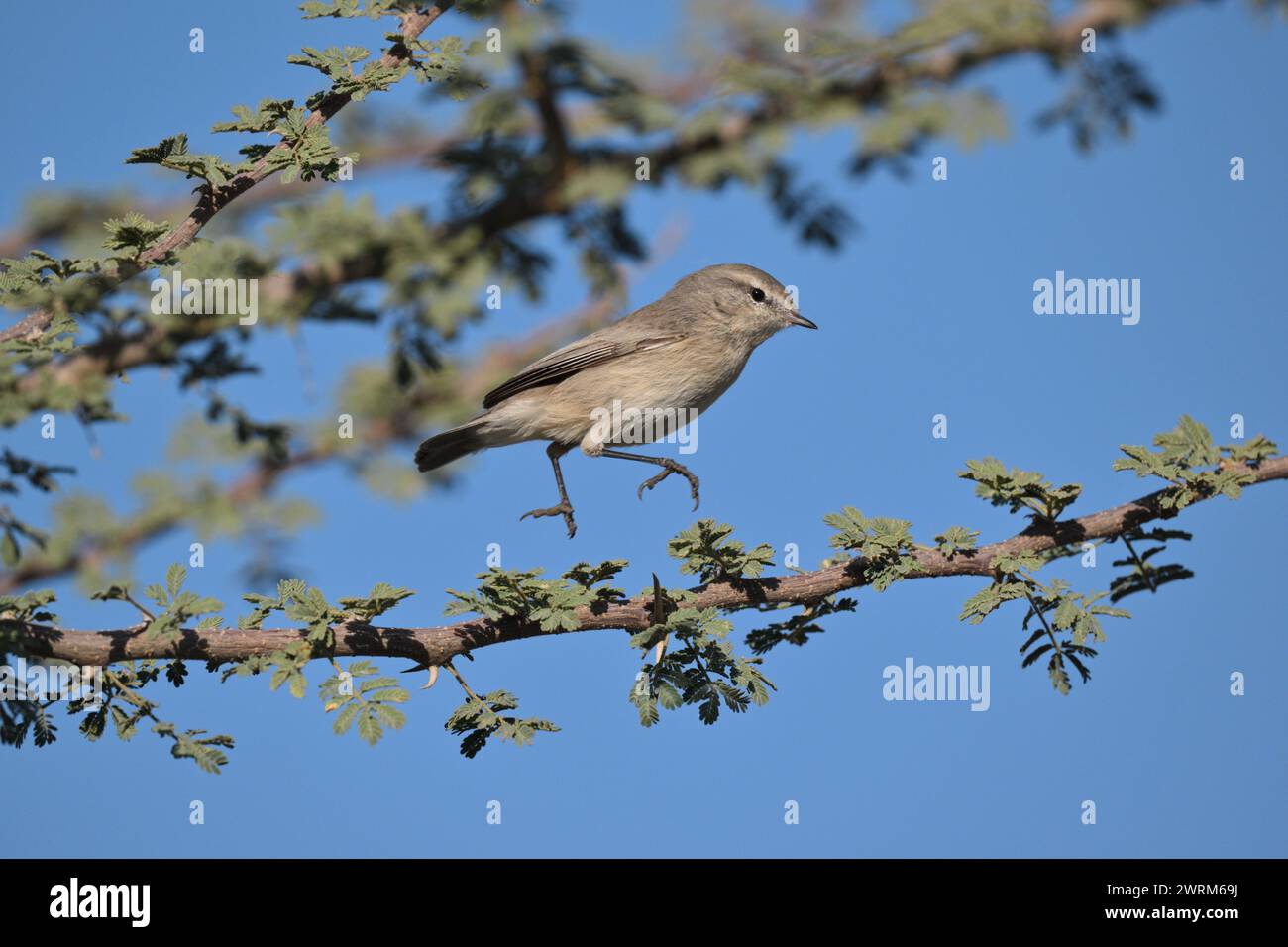 Plain Leaf Warbler - Phylloscopus neglectus Stock Photo - Alamy