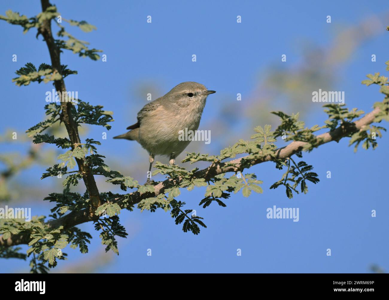 Plain Leaf Warbler - Phylloscopus neglectus Stock Photo - Alamy