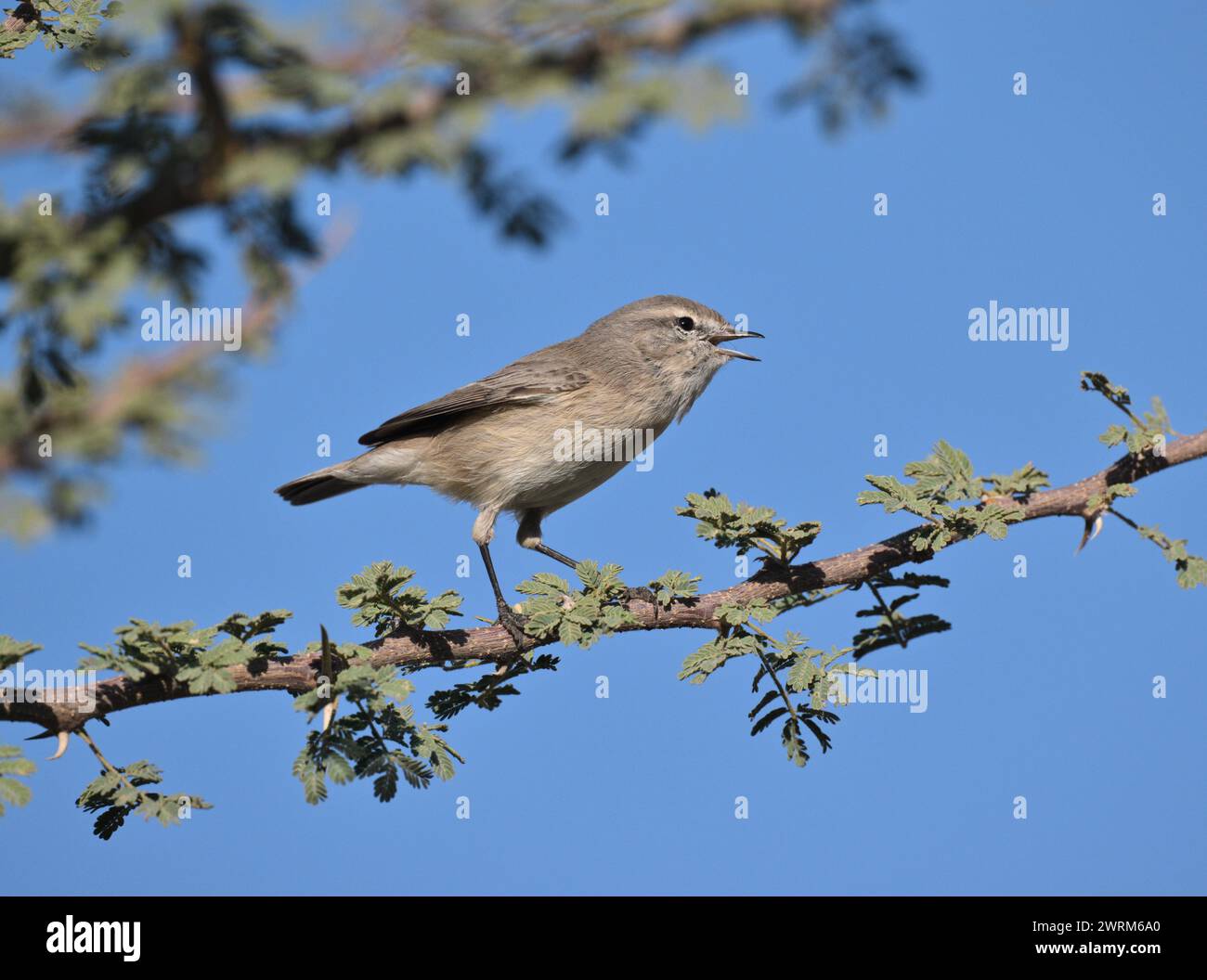 Plain Leaf Warbler - Phylloscopus neglectus Stock Photo - Alamy