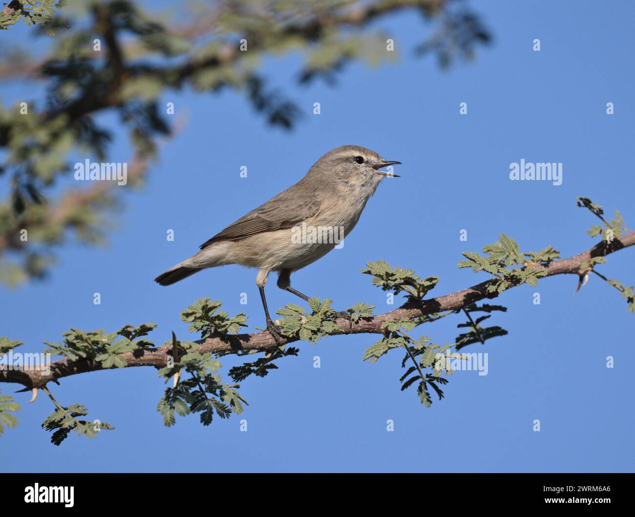 Plain Leaf Warbler - Phylloscopus neglectus Stock Photo - Alamy