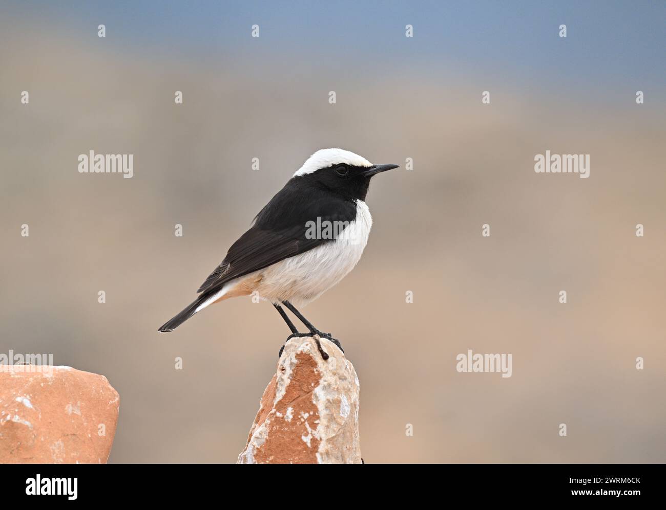 Oenanthe lugentoides hi-res stock photography and images - Alamy