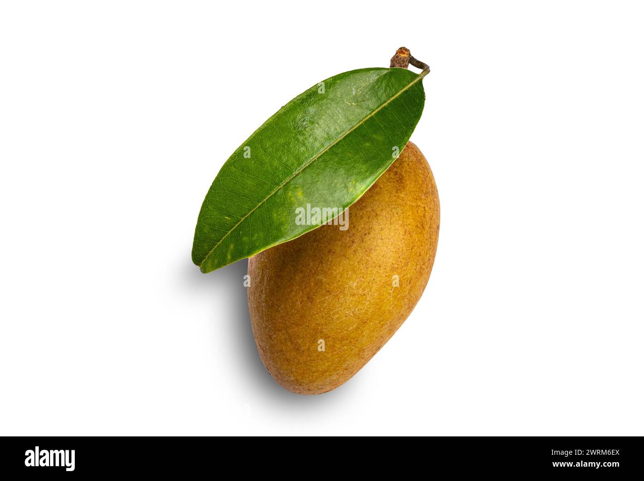 Singleripe sapodilla fruits, Manilkara zapota with green leaf isolated ...