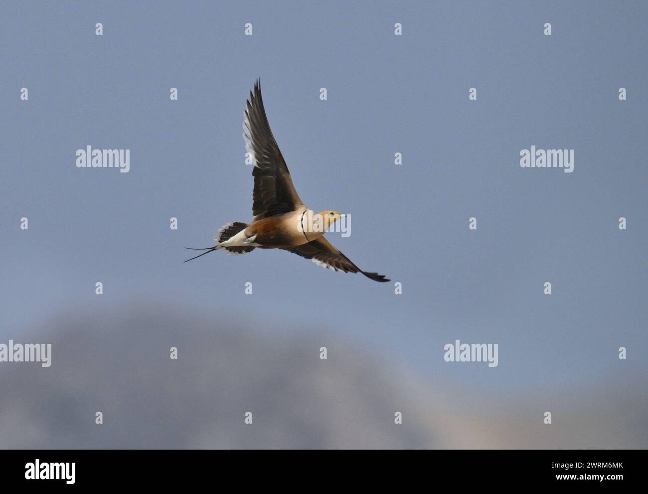 Chestnut bellied sandgrouse in hi-res stock photography and images - Alamy