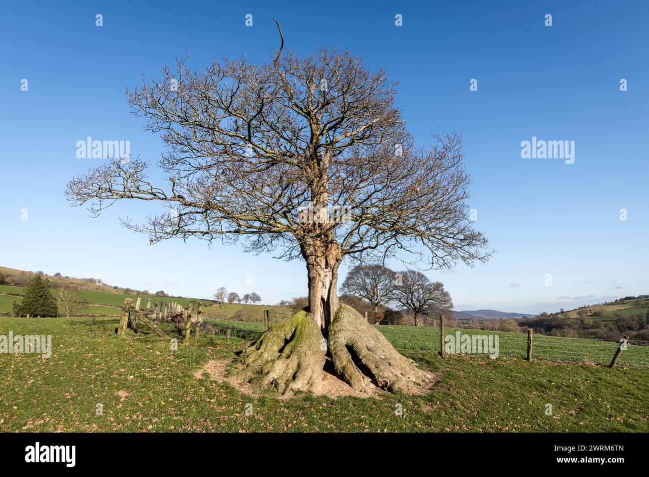 Old uk oak tree hi-res stock photography and images - Alamy