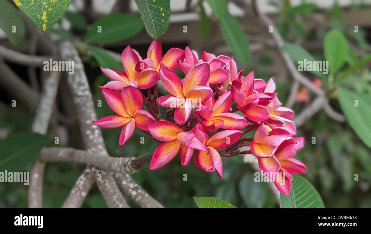 Cluster bright red blossoms hi-res stock photography and images - Alamy