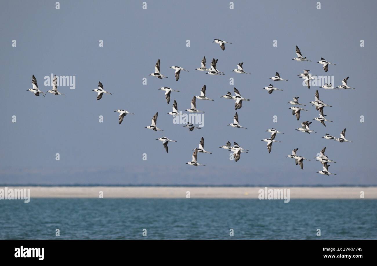 Crab-plover - Dromas ardeola Stock Photo - Alamy