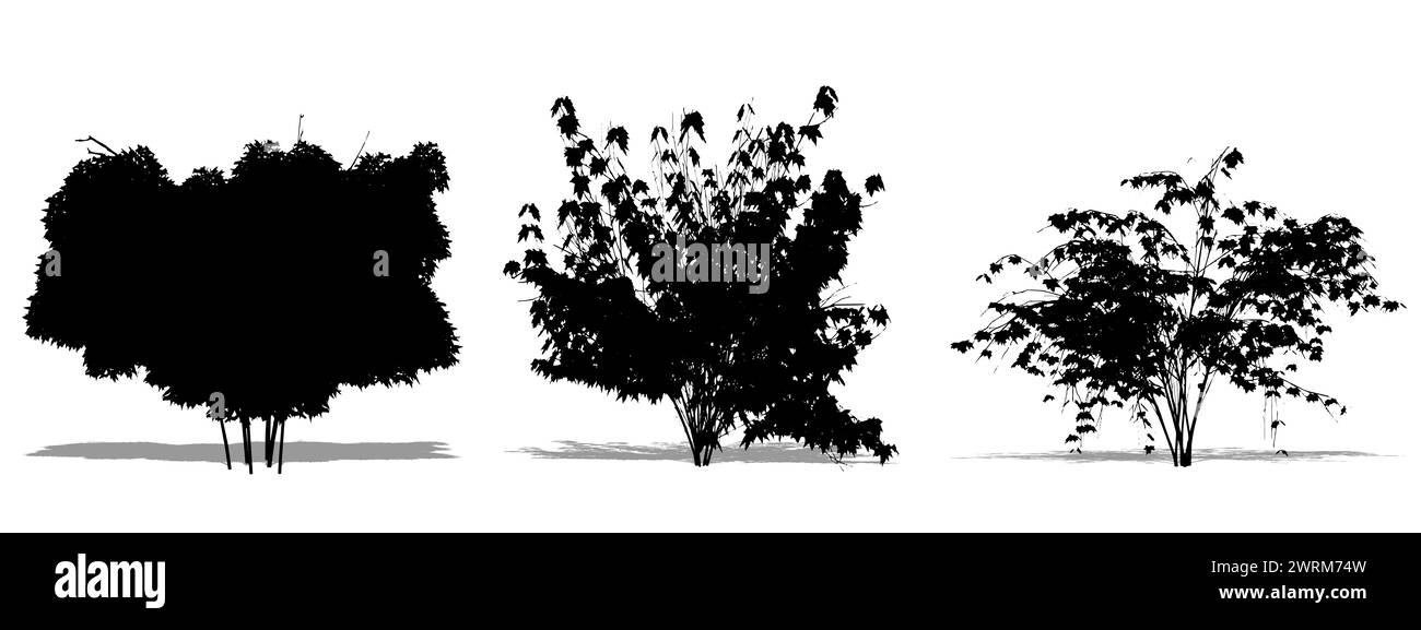 Set or collection of Japanese Maple trees as a black silhouette on ...