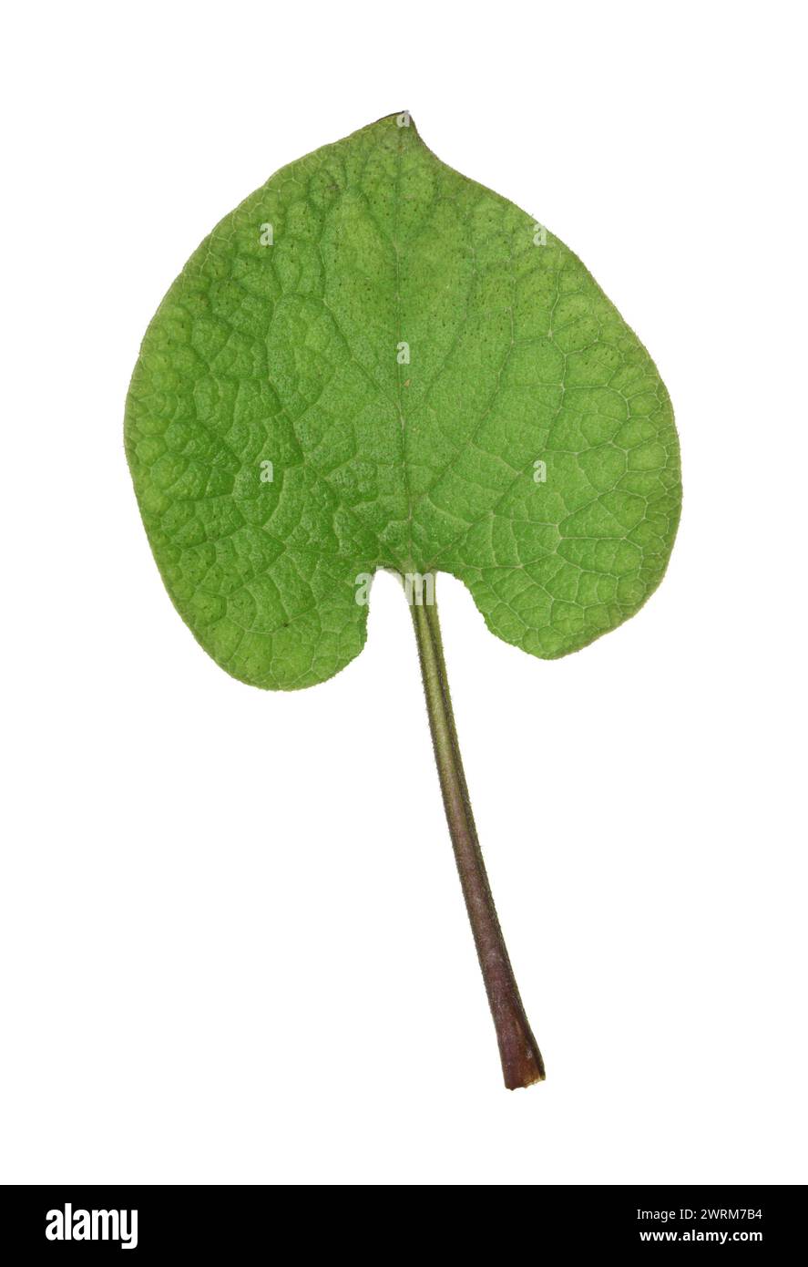 Brunnera Cut Out Stock Images & Pictures - Alamy