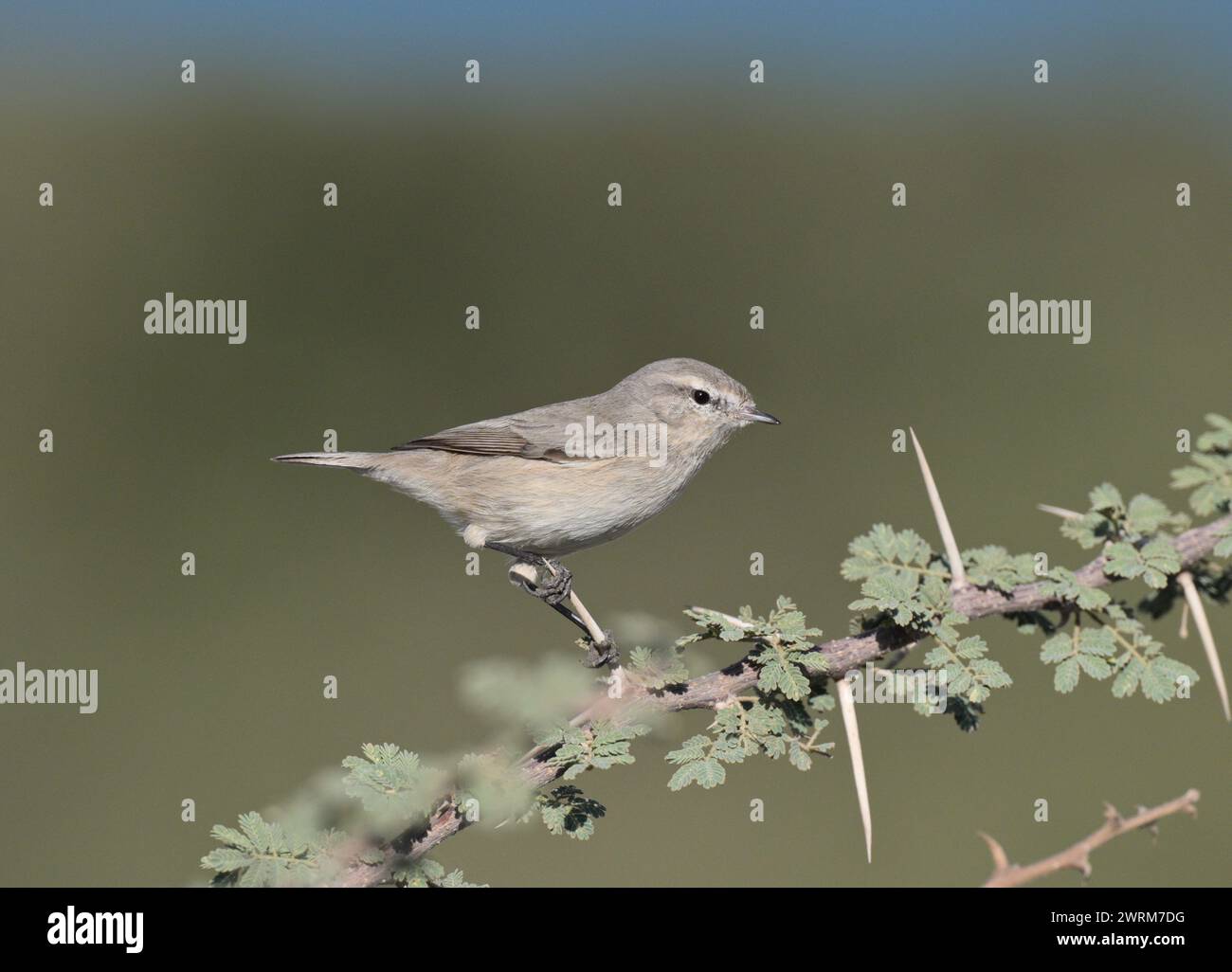 Plain Leaf Warbler - Phylloscopus neglectus Stock Photo - Alamy