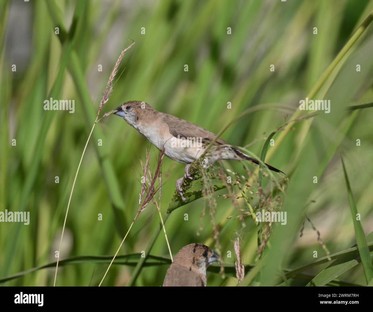 Indian silverbill hi-res stock photography and images - Alamy