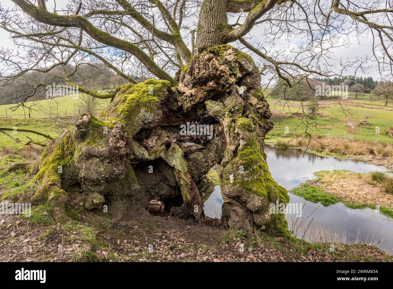 A huge, hollow 'pedunculate' oak tree (Quercus robur) deep in the ...