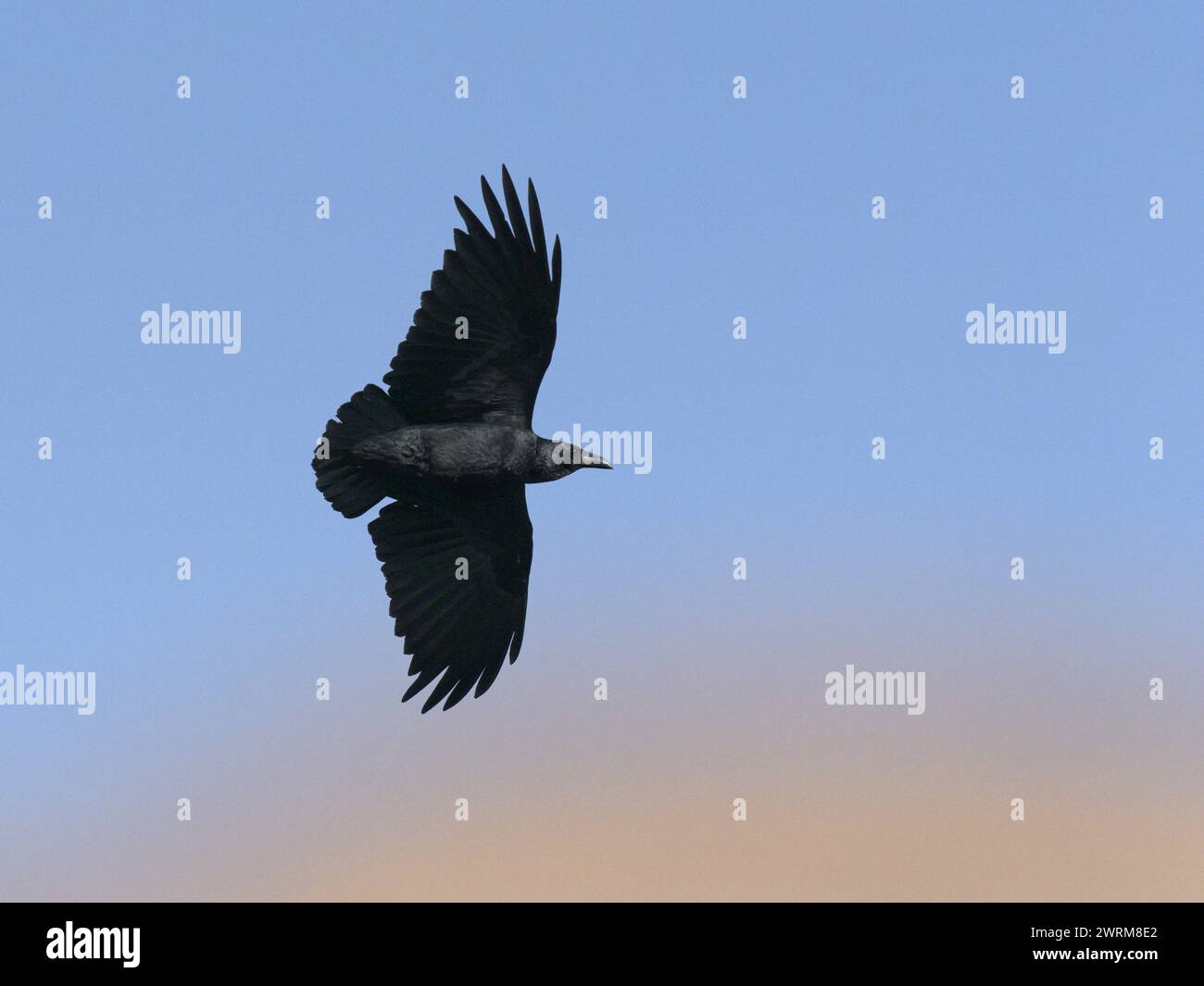 Fan-tailed Raven - Corvus rhipidurus Stock Photo - Alamy