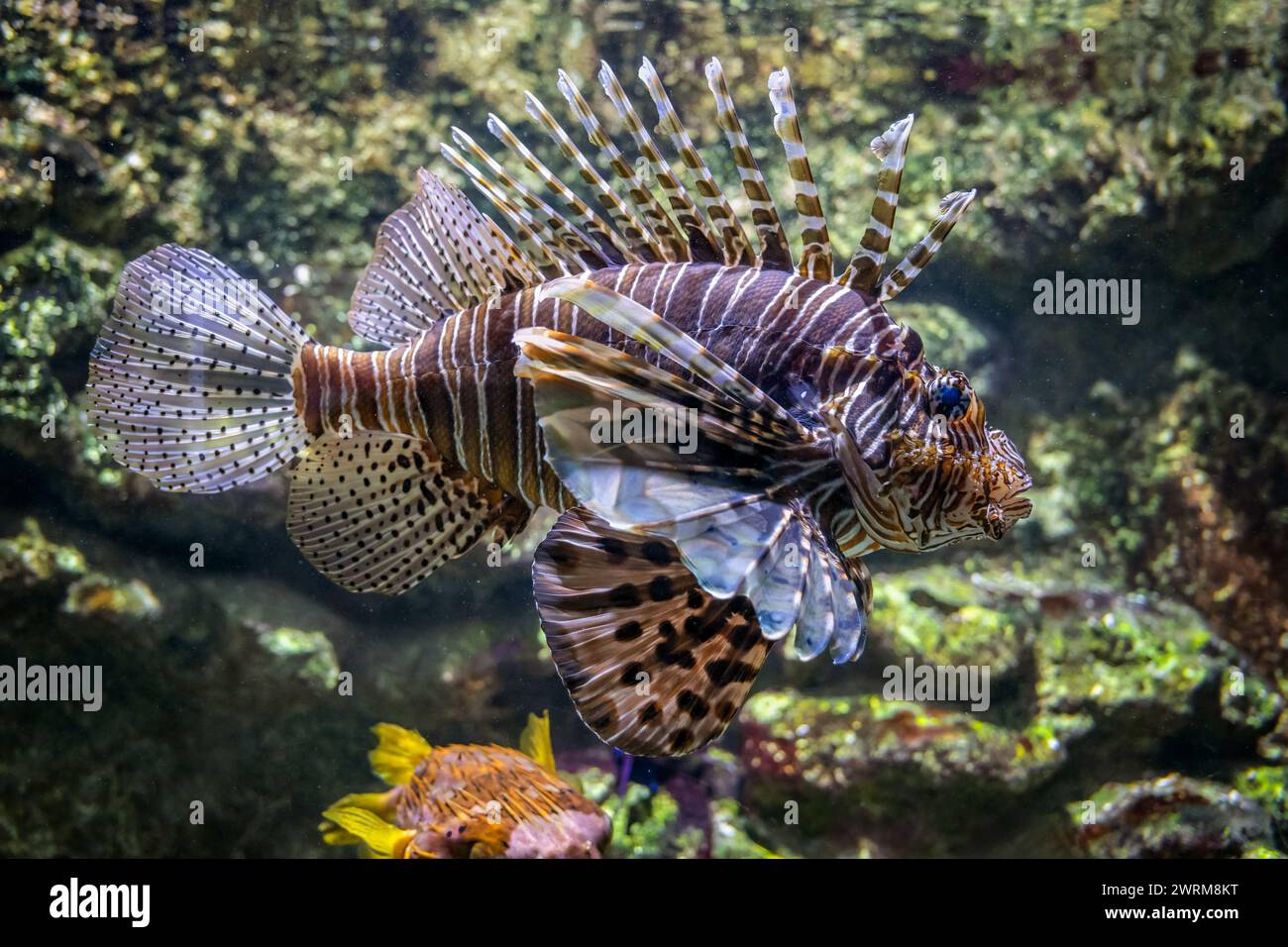 Red lionfish (Pterois volitans) venomous coral reef marine fish in the ...