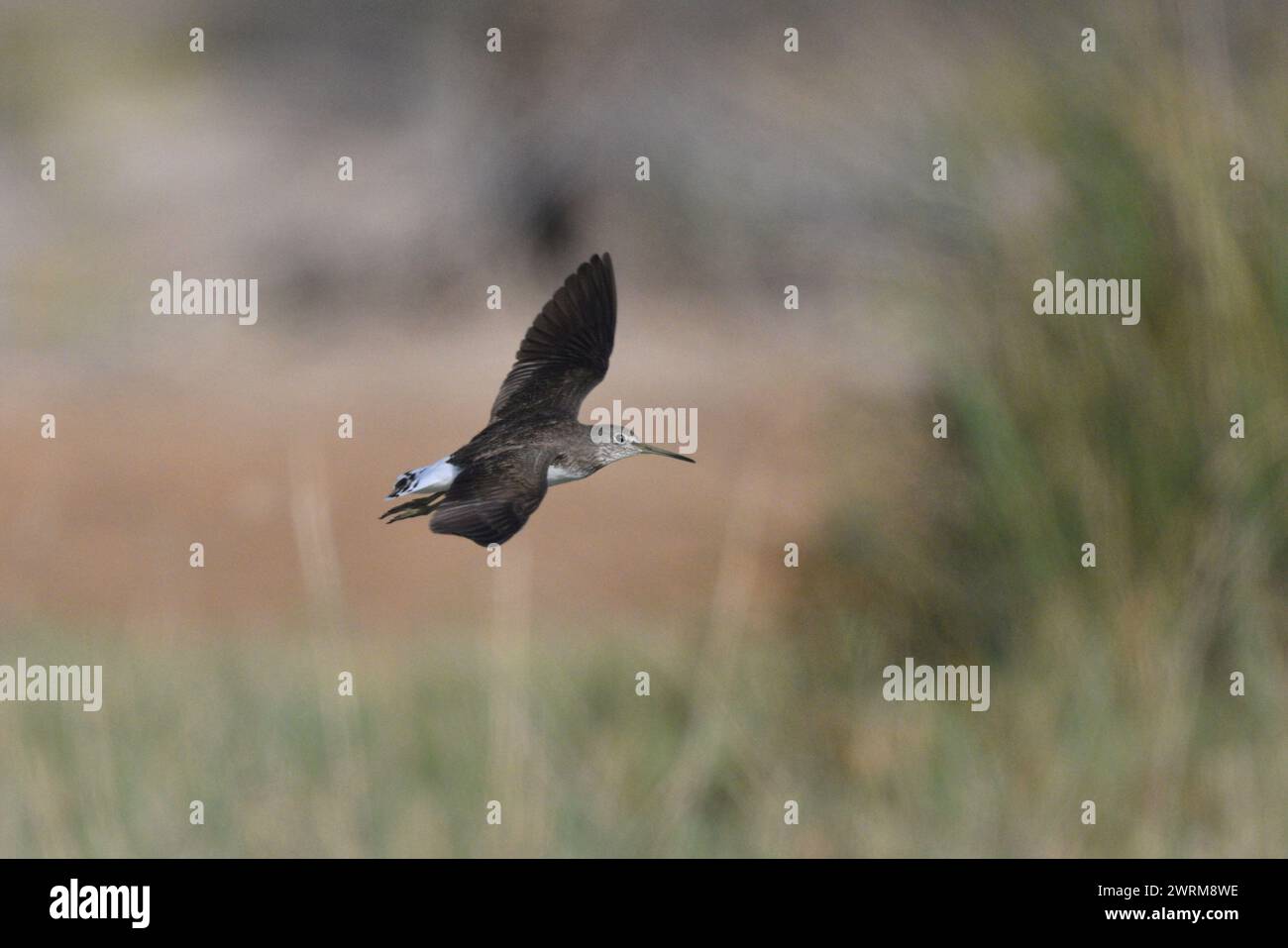 Green sandpiper flying hi-res stock photography and images - Alamy