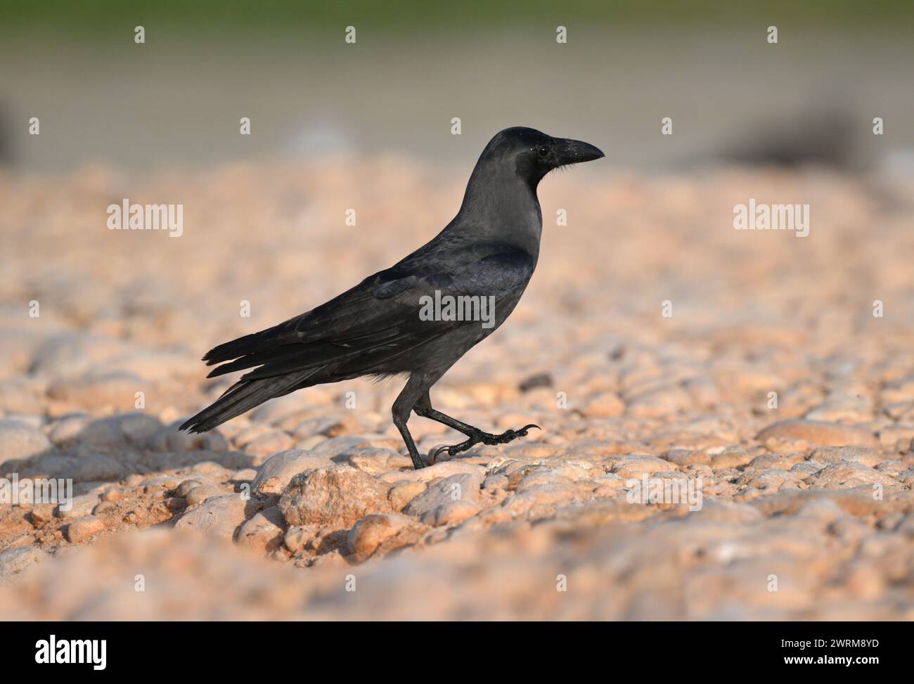 House crow middle east hi-res stock photography and images - Alamy