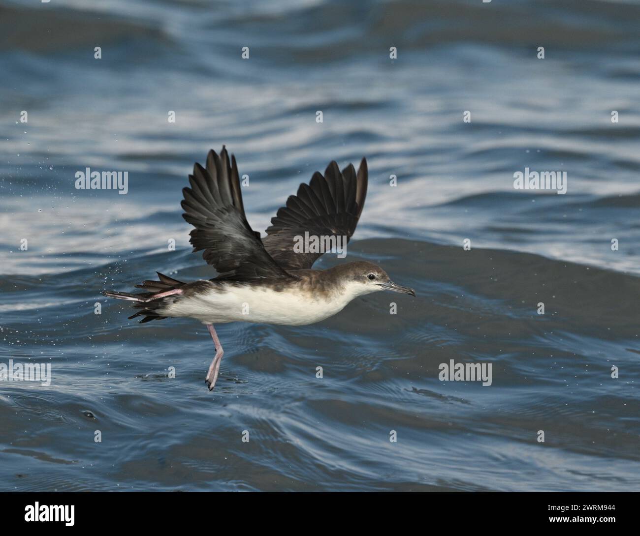 Persian Shearwater - Puffinus persicus Stock Photo - Alamy