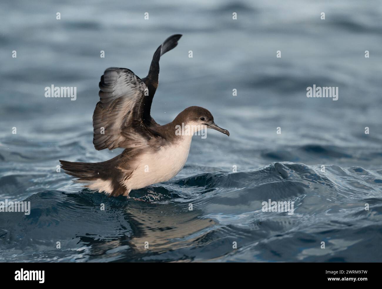 Persian Shearwater - Puffinus persicus Stock Photo - Alamy