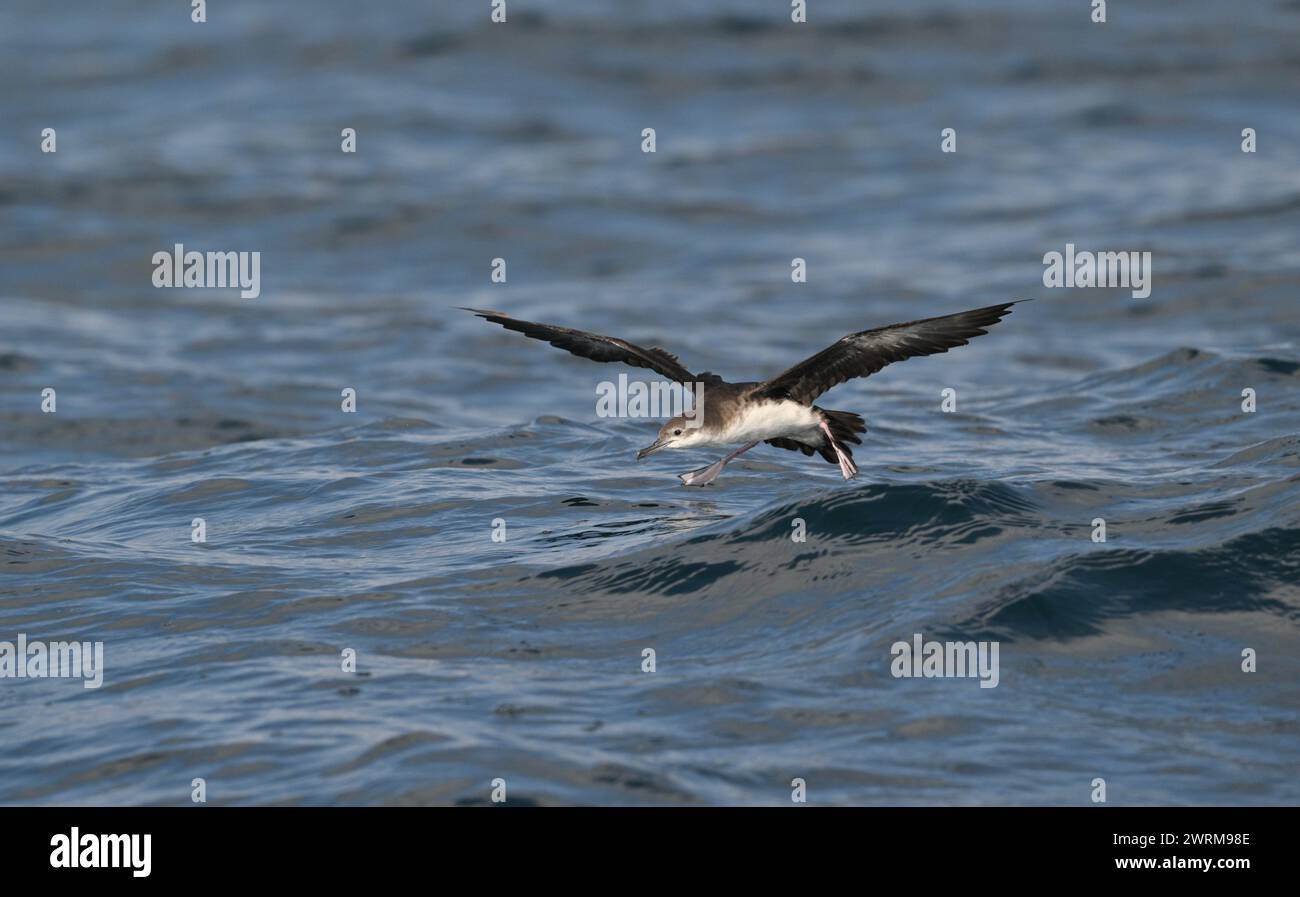 Persian Shearwater - Puffinus persicus Stock Photo - Alamy