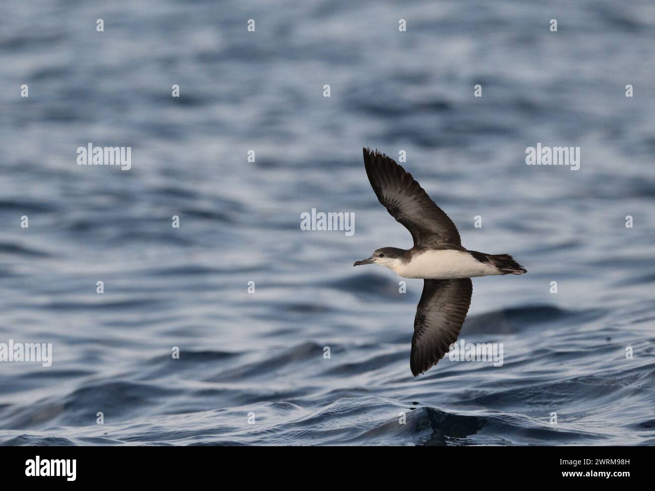 Persian Shearwater - Puffinus persicus Stock Photo - Alamy