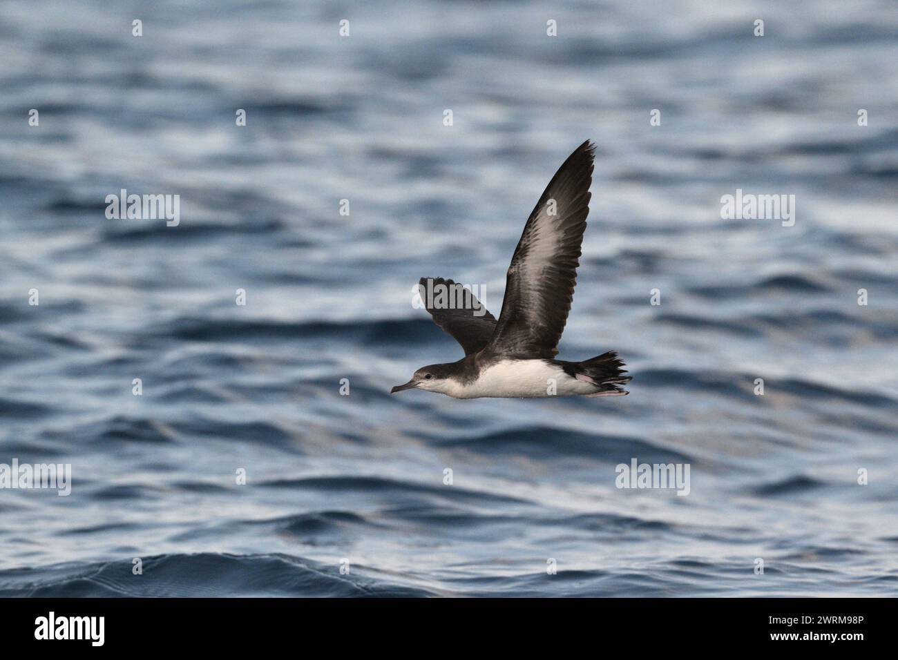 Persian Shearwater - Puffinus persicus Stock Photo - Alamy