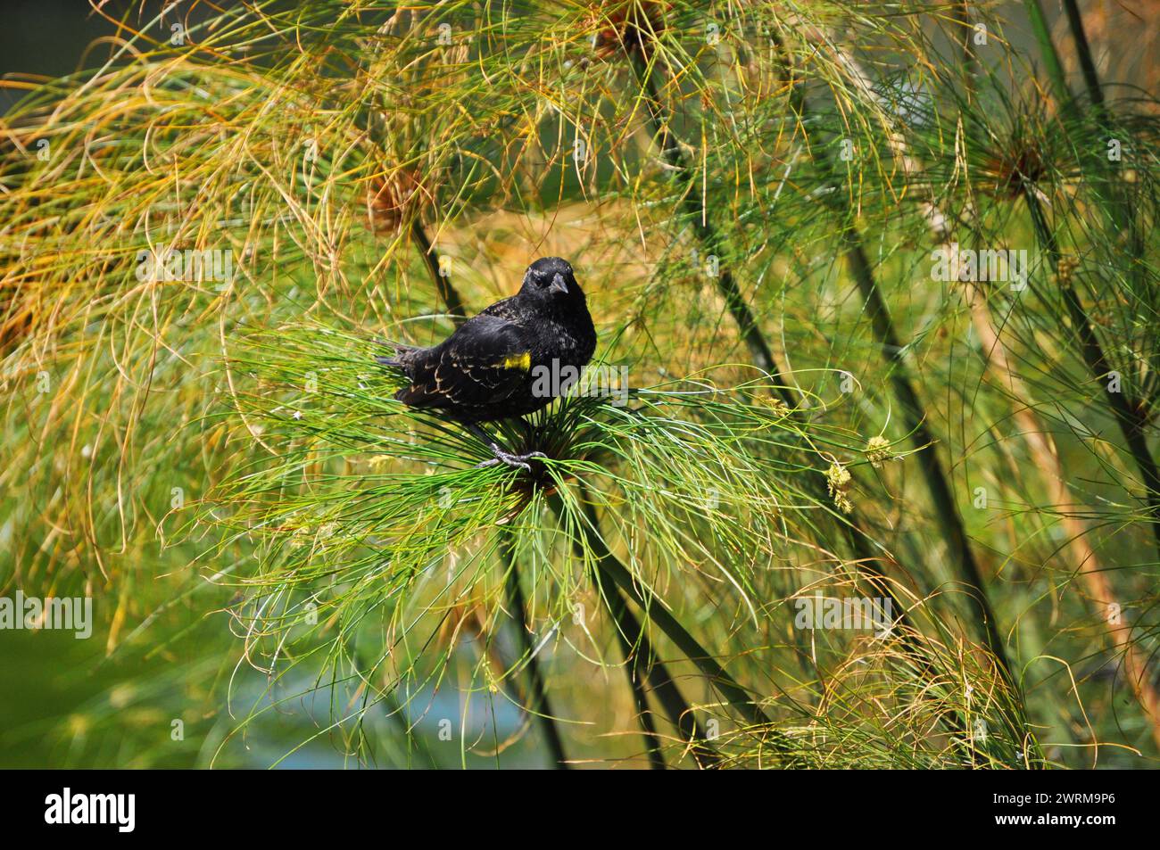 Fast and agile hi-res stock photography and images - Alamy