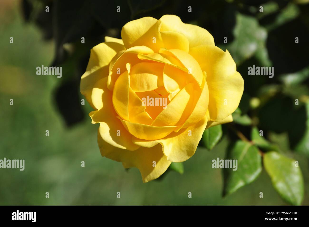 Bloom yellow fragile rose hi-res stock photography and images - Alamy