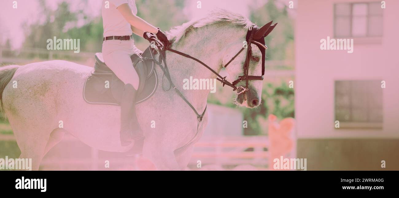 A white horse, with a rider on its back, in the bright sunlight at a ...