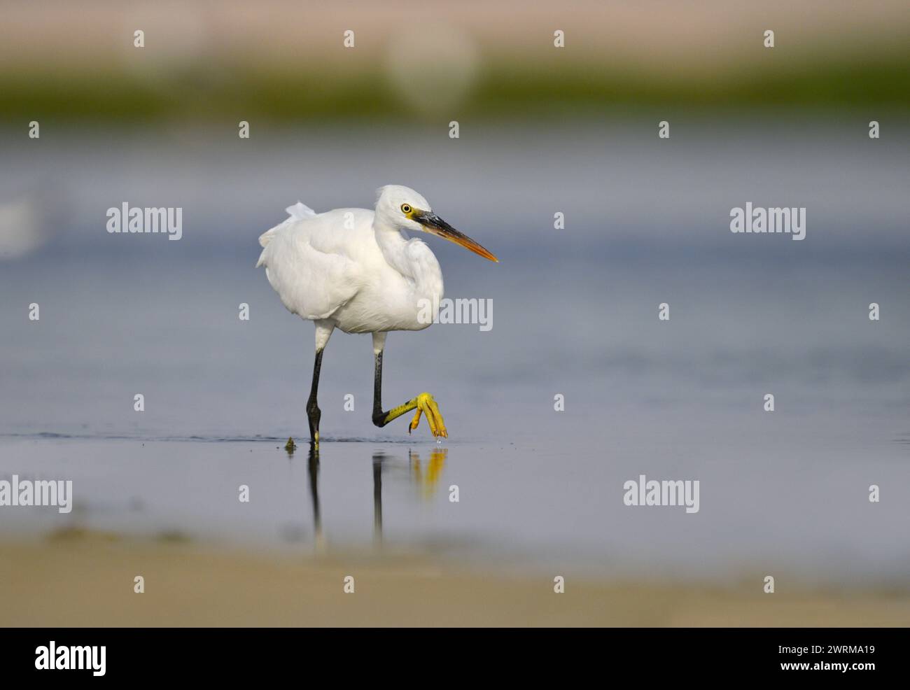 Western Reef-heron - Egretta gularis Stock Photo - Alamy