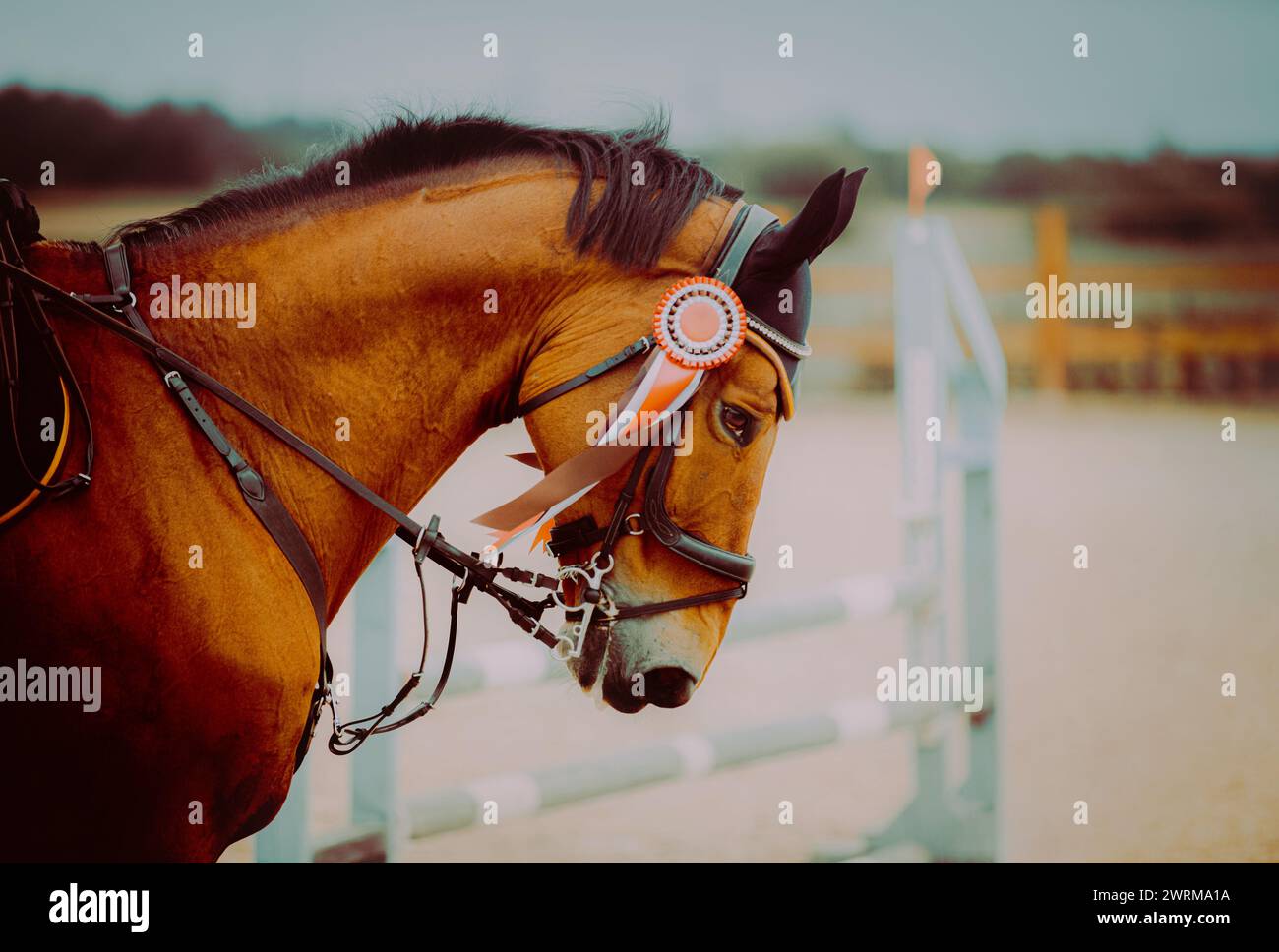 Jumping competition prize hi-res stock photography and images - Alamy