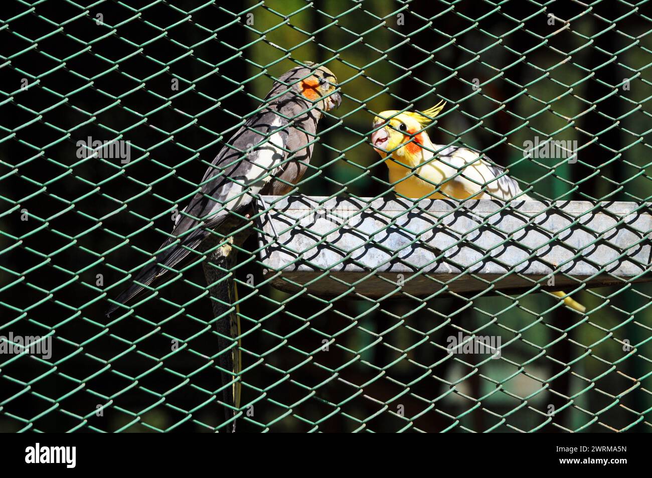 Colorful couple of parakeets in captivity Stock Photo - Alamy