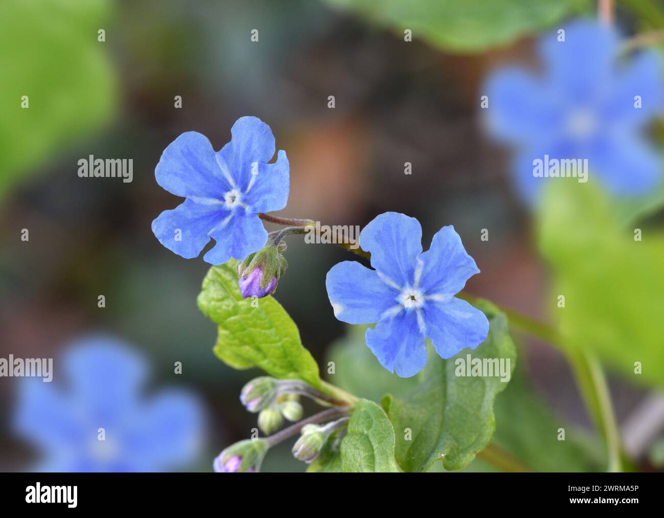 Blue-eyed Mary - Omphalodes verna Stock Photo - Alamy