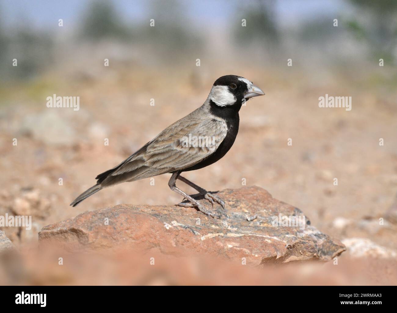 Black-crowned Sparrow-lark - Eremopterix nigriceps Stock Photo - Alamy