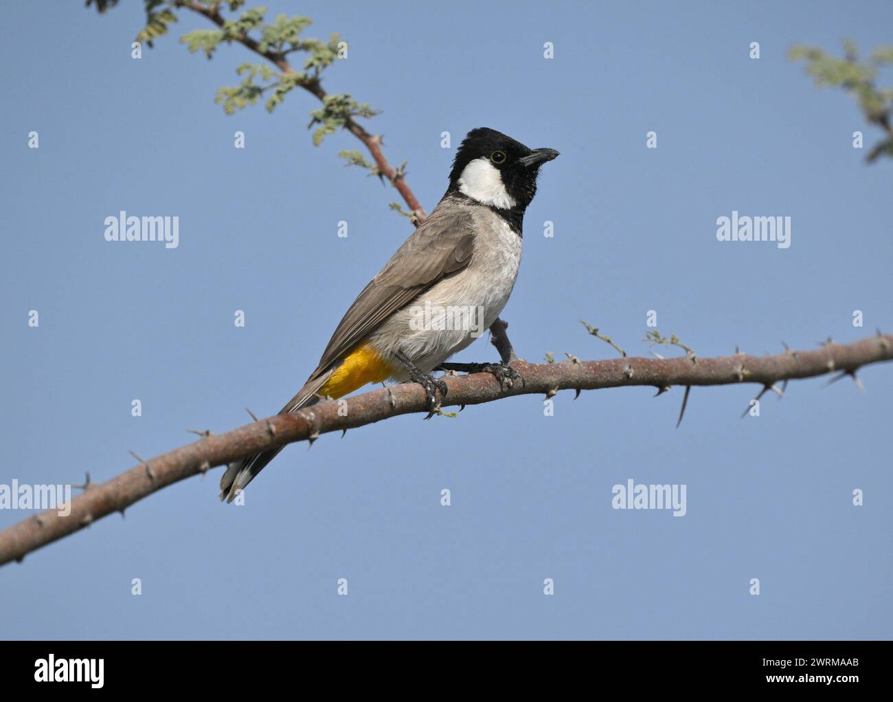White-eared Bulbul - Pycnonotus leucotis Stock Photo - Alamy