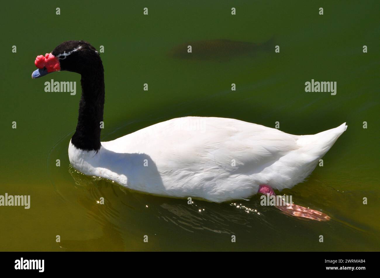 Beautiful black necked swan swimming in the lagoon with carp fish Stock ...