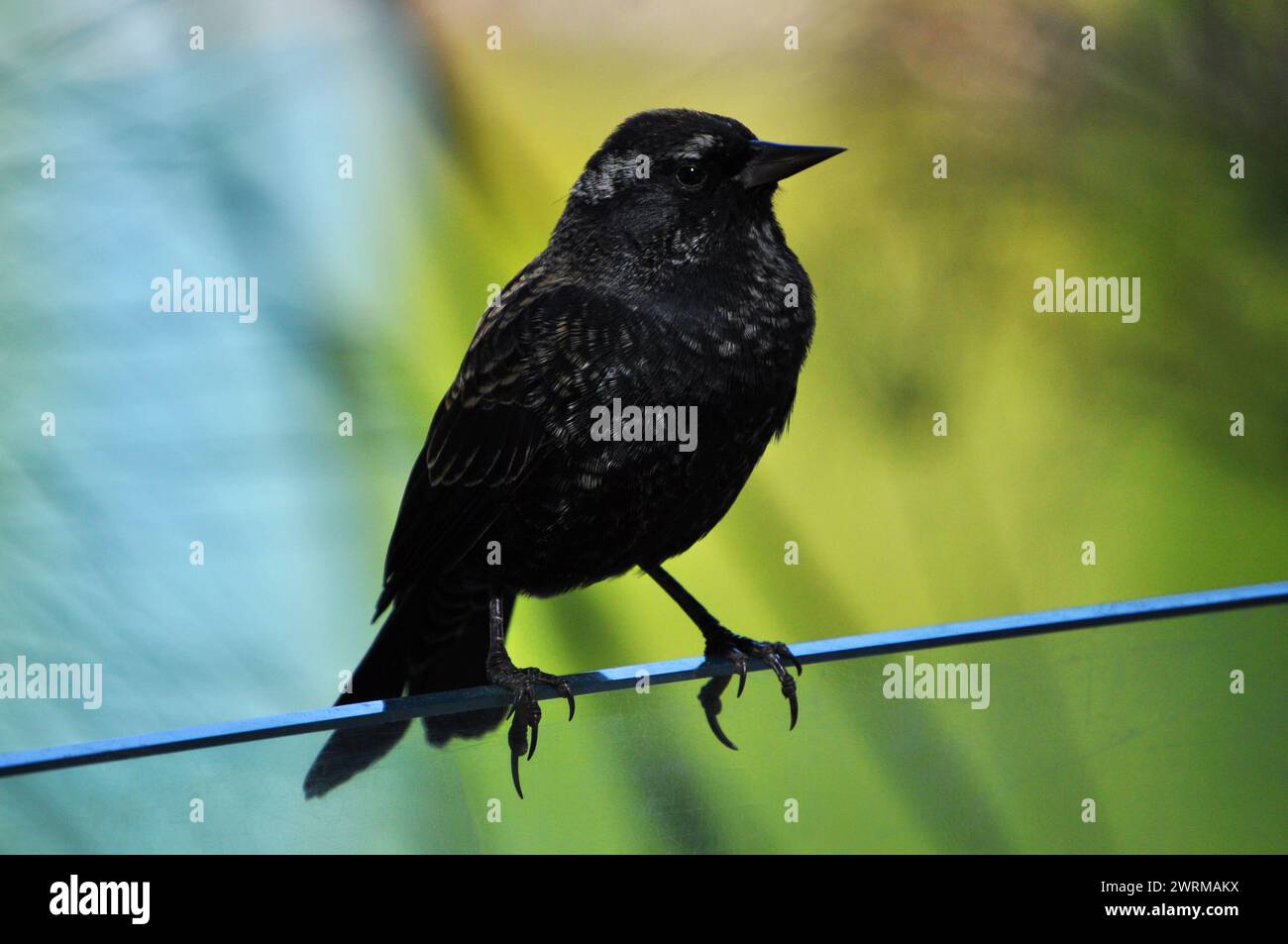 Small female trile bird perched on a railing Stock Photo - Alamy