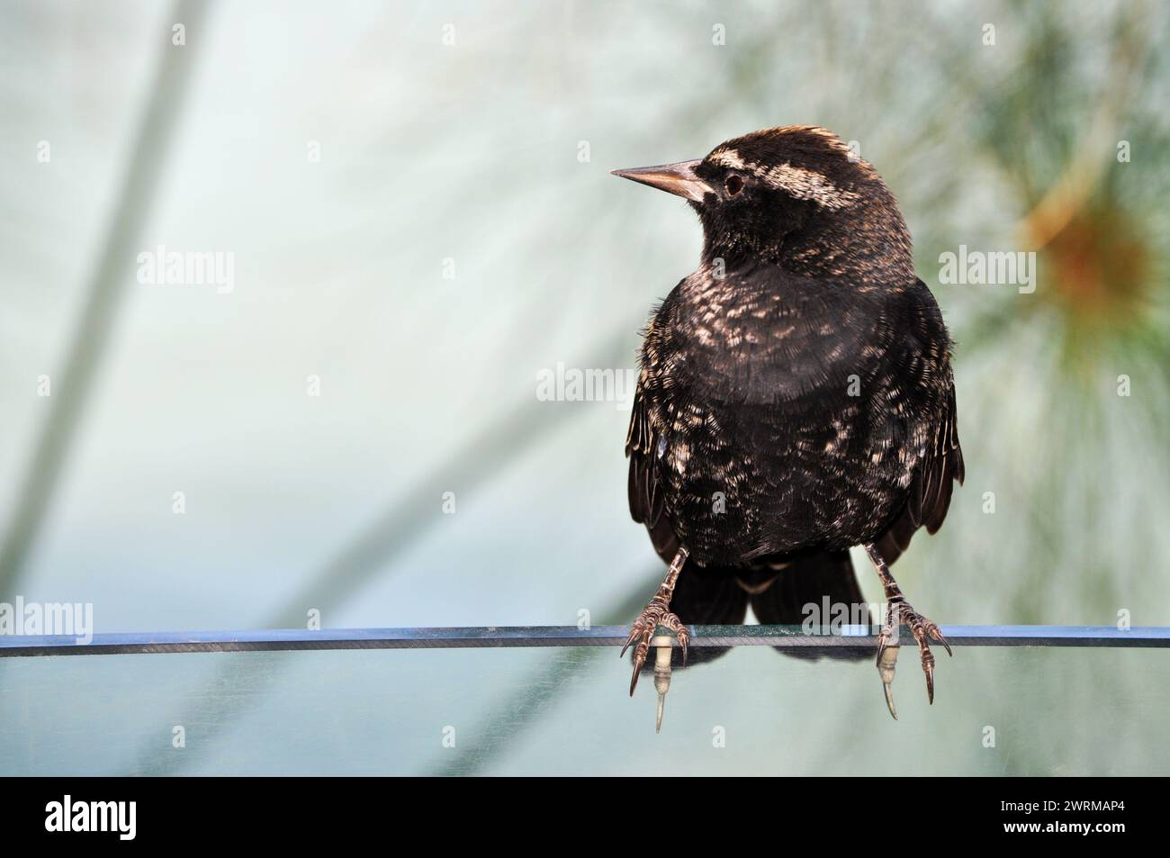 Female trile bird perched on a railing Stock Photo - Alamy