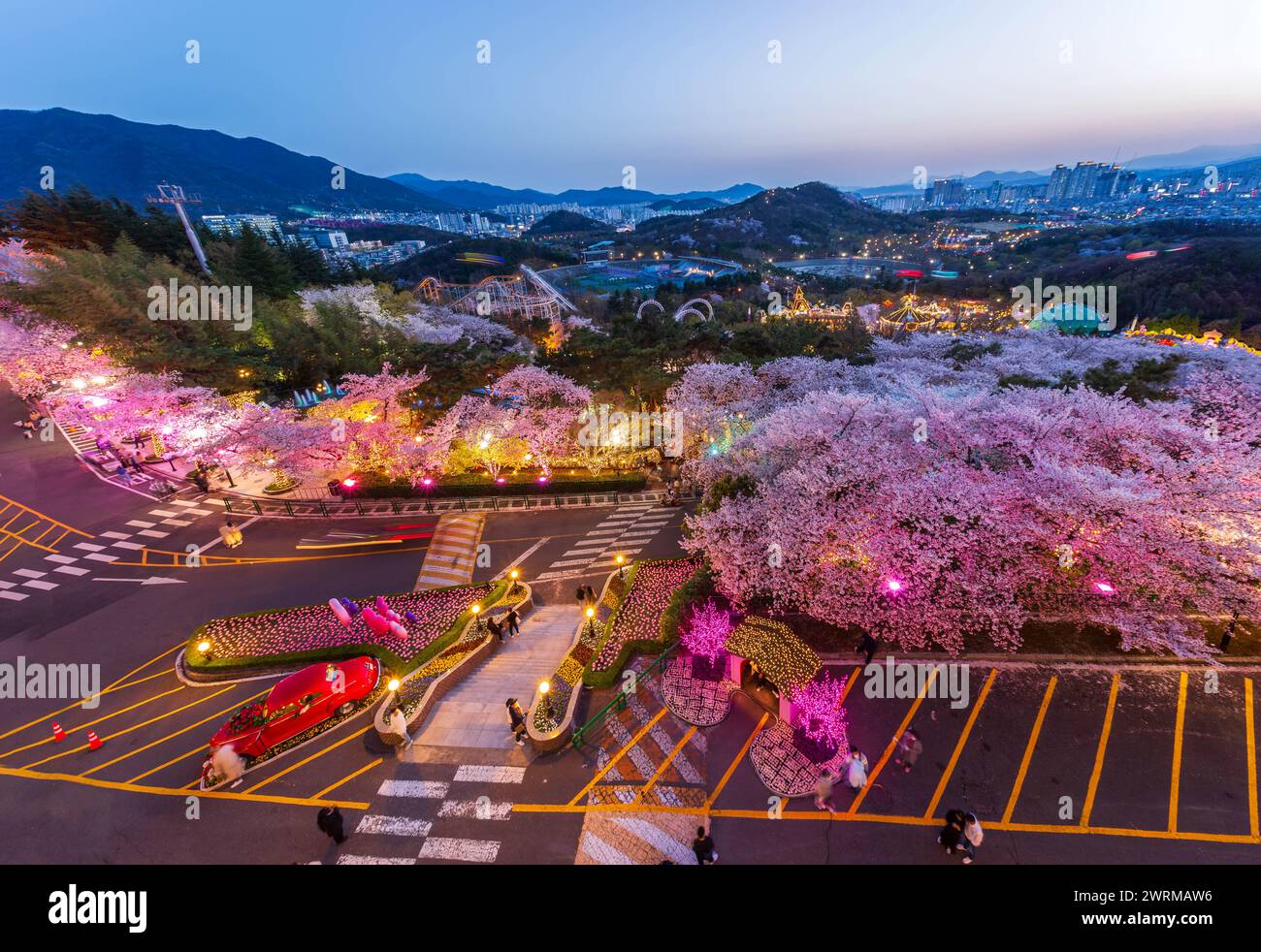 Night view of Cherry Blossom festival at Daegu E-World.Daegu,South ...