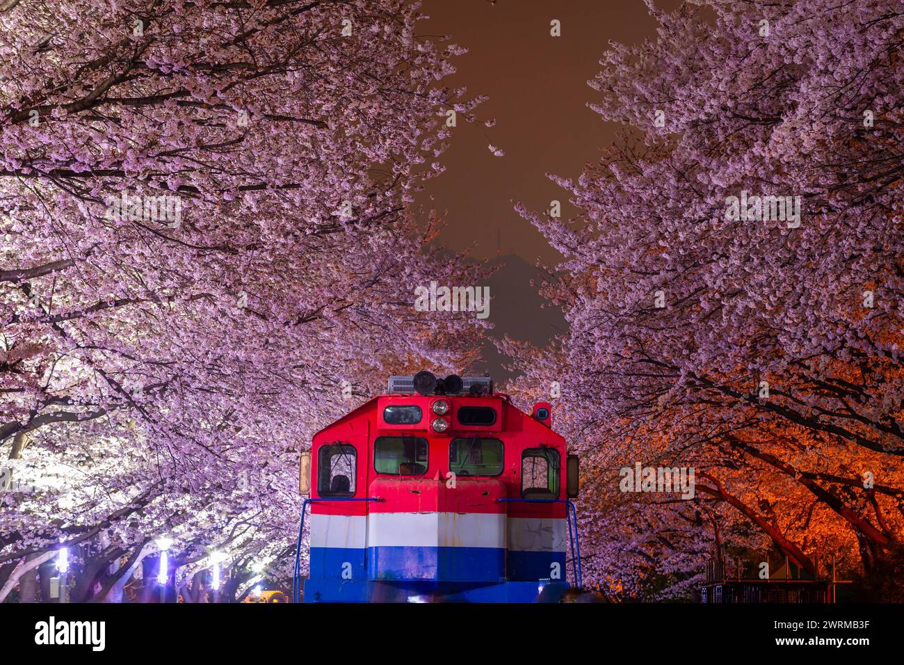 Cherry blossom and train in spring at night It is a popular cherry ...